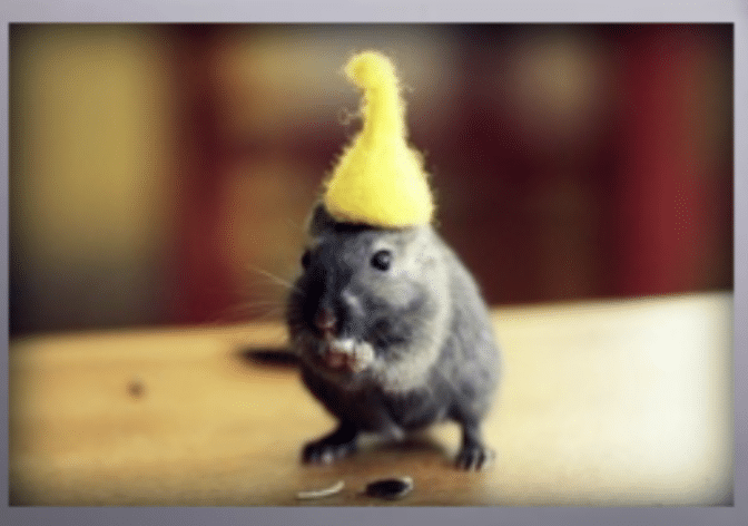 Sid the Kid Rat CVC Decodable Story